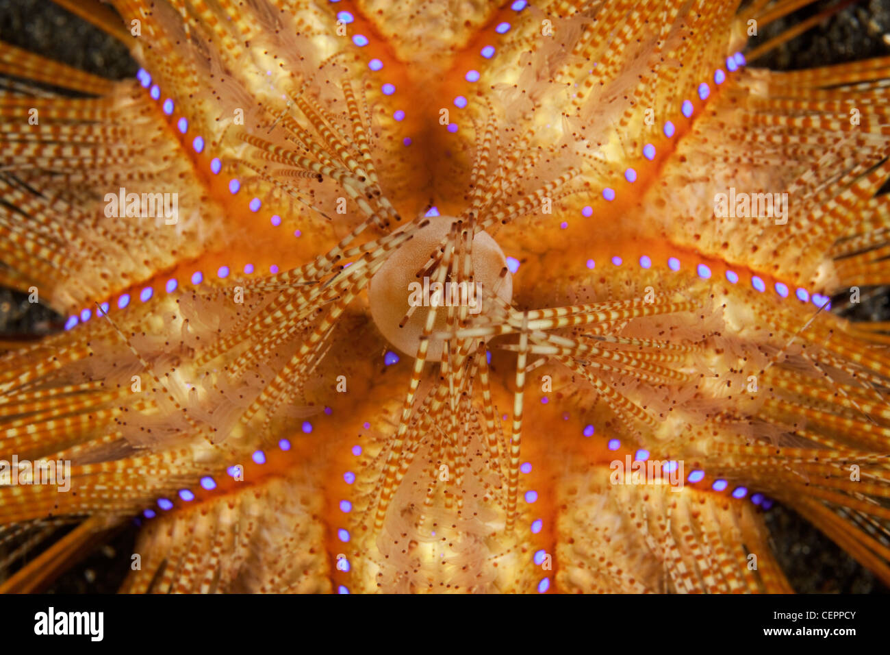 Detail of Fire Urchin, Astropyga radiata, Lembeh Strait, Sulawesi ...