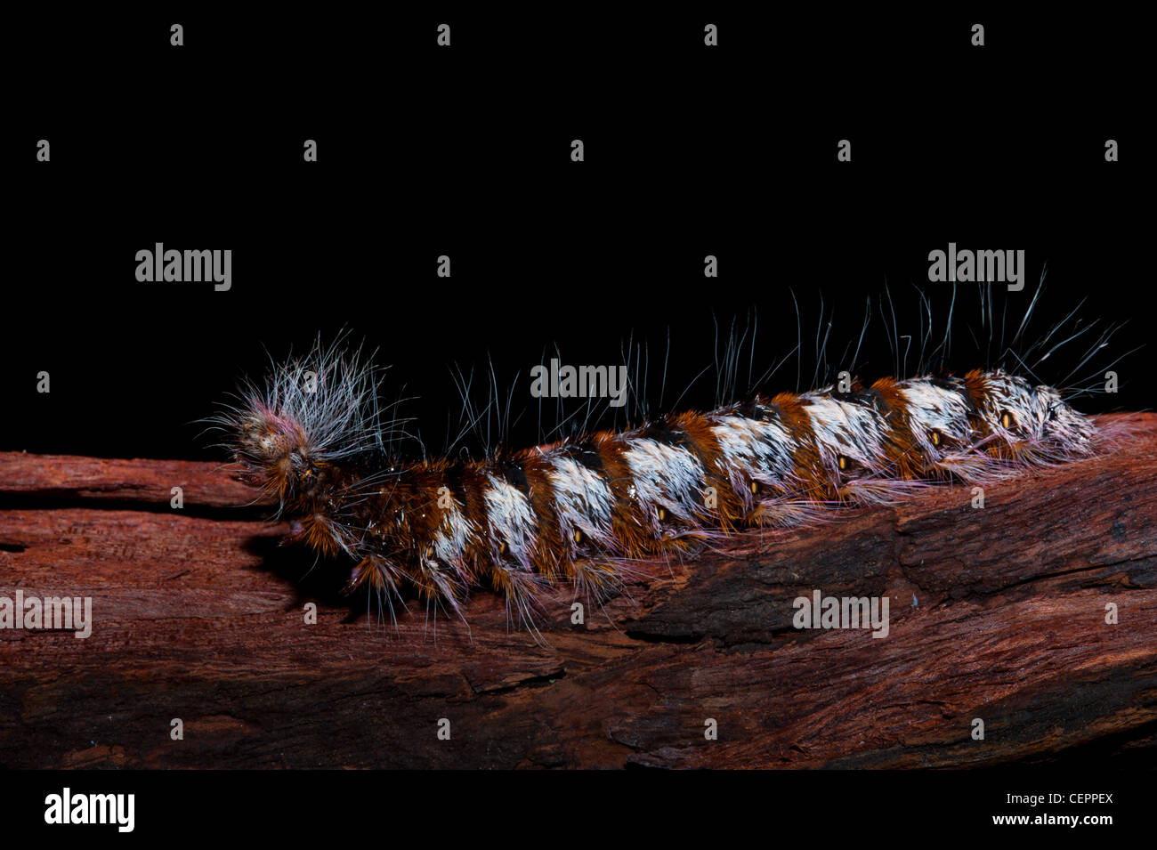 Hairworm hi-res stock photography and images - Alamy