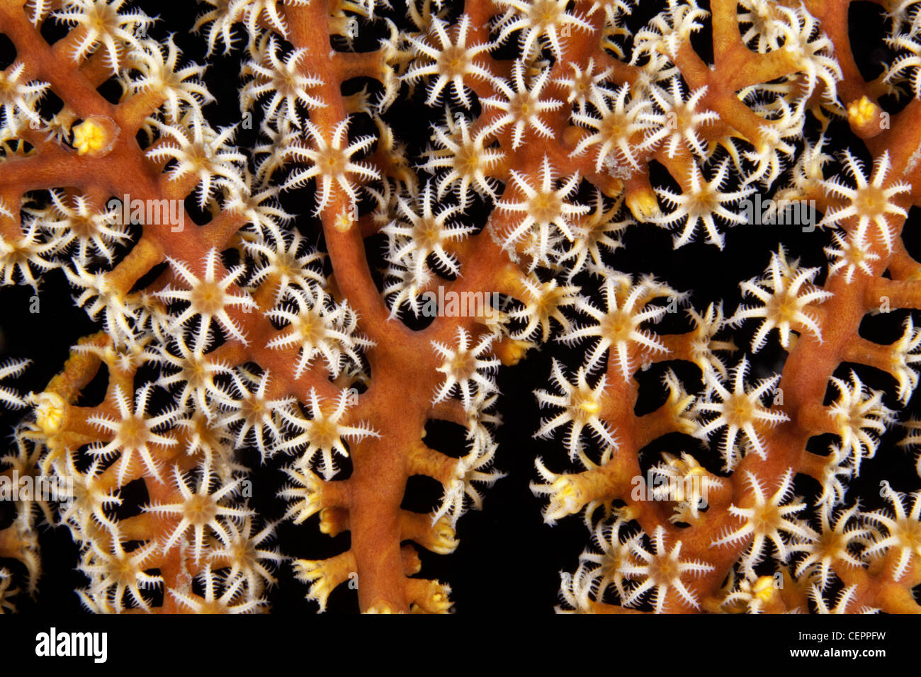 Polyps of Sea Fan, Acanthogorgia sp., Lembeh Strait, Sulawesi ...