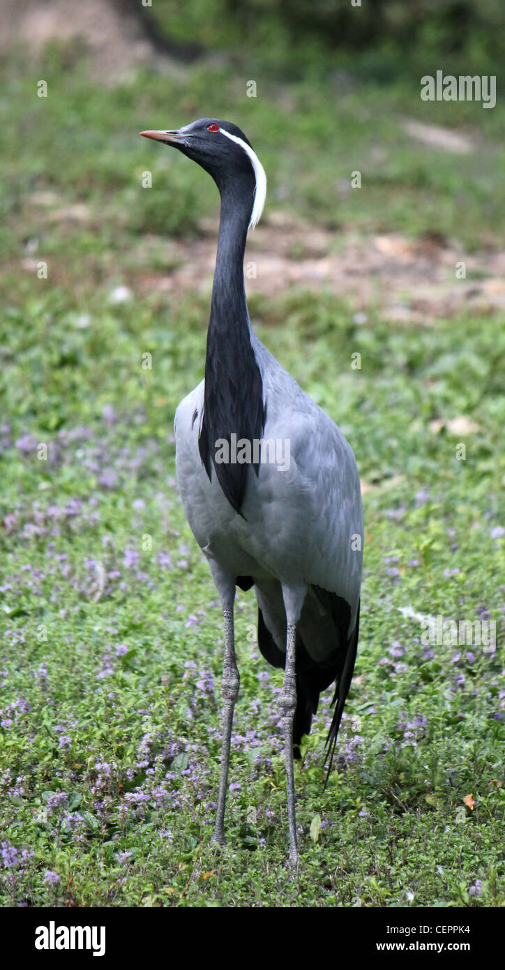 Grey ash crane standing in a field and looking at the photographer with ...