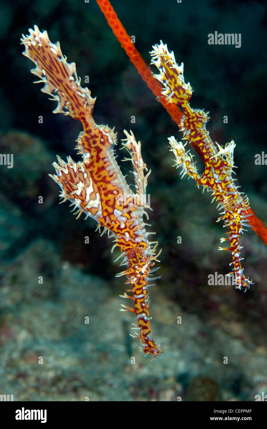 Reef pipefish hi-res stock photography and images - Alamy