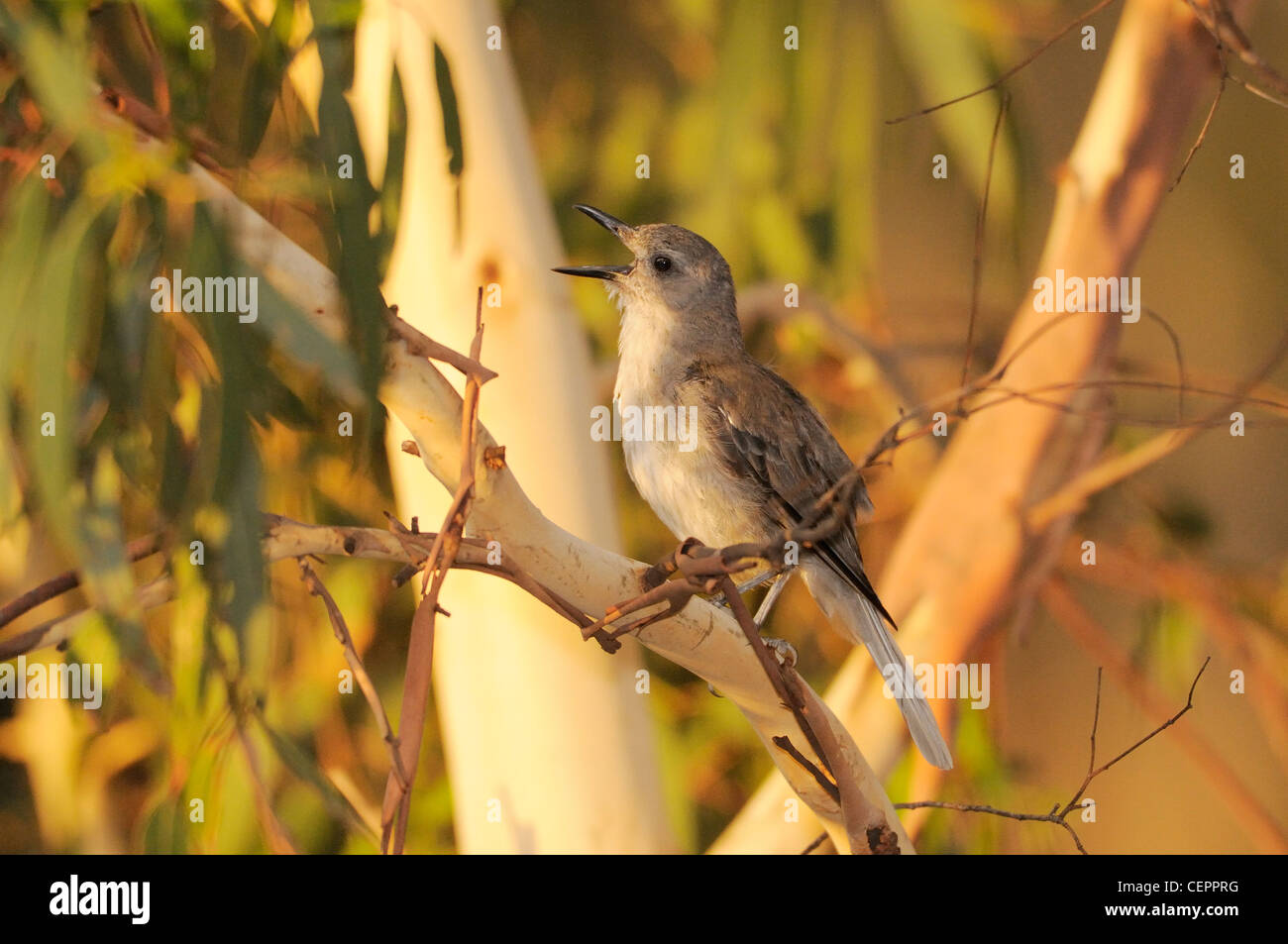 Grey Shrike Thrush Colluricincla harmonica Adult singing Photographed ...