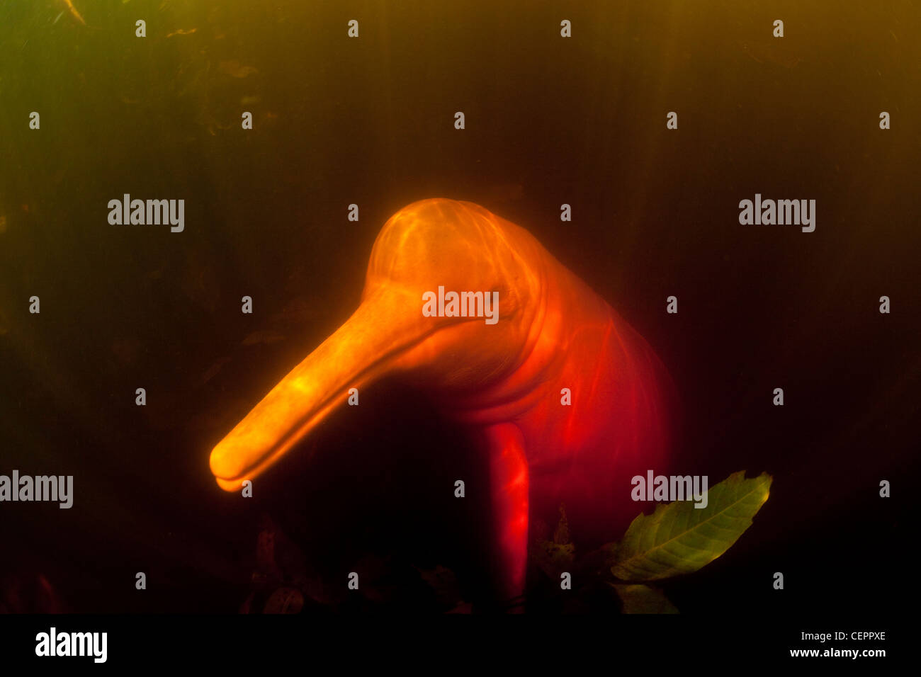 Amazon River Dolphin Boto, Inia geoffrensis, Negro River, Brazil Stock ...