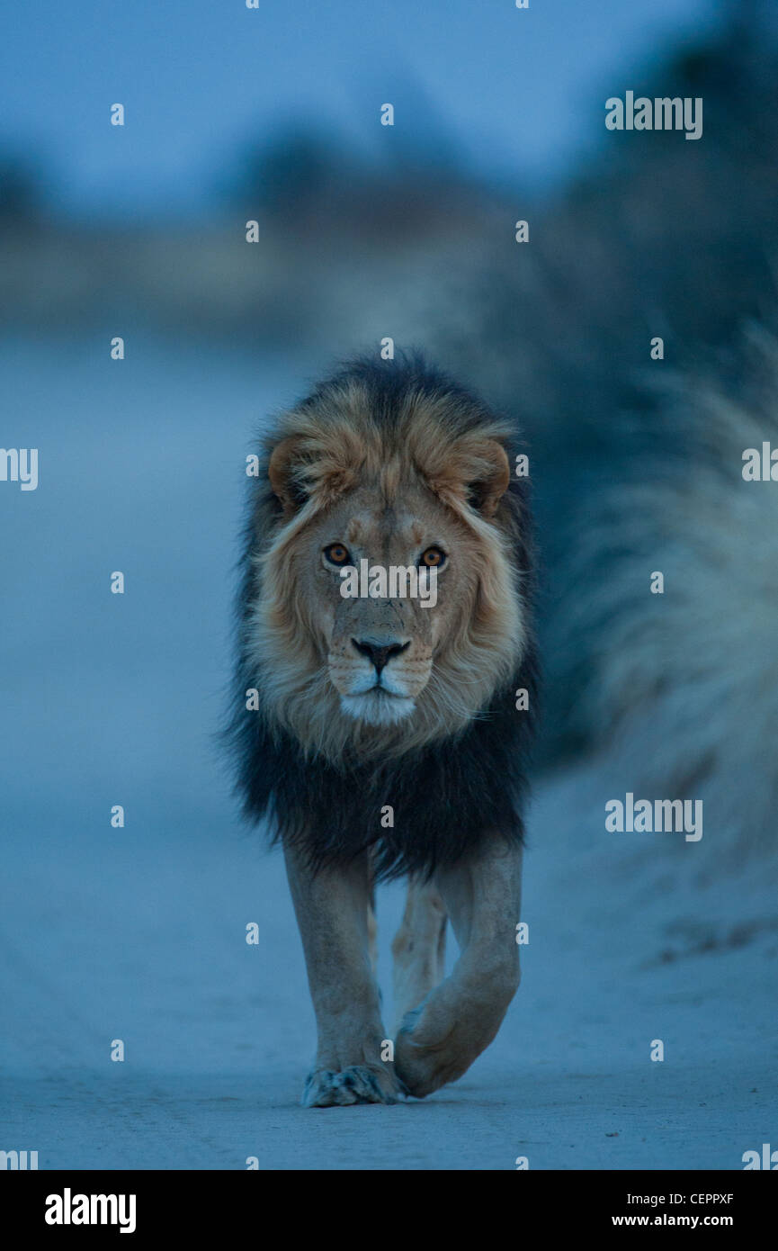 Male Lion walking towards camera Stock Photo - Alamy