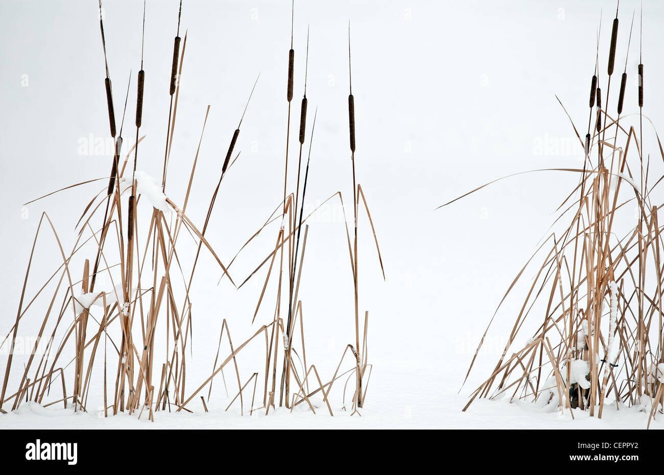 reeds in the winter Stock Photo - Alamy
