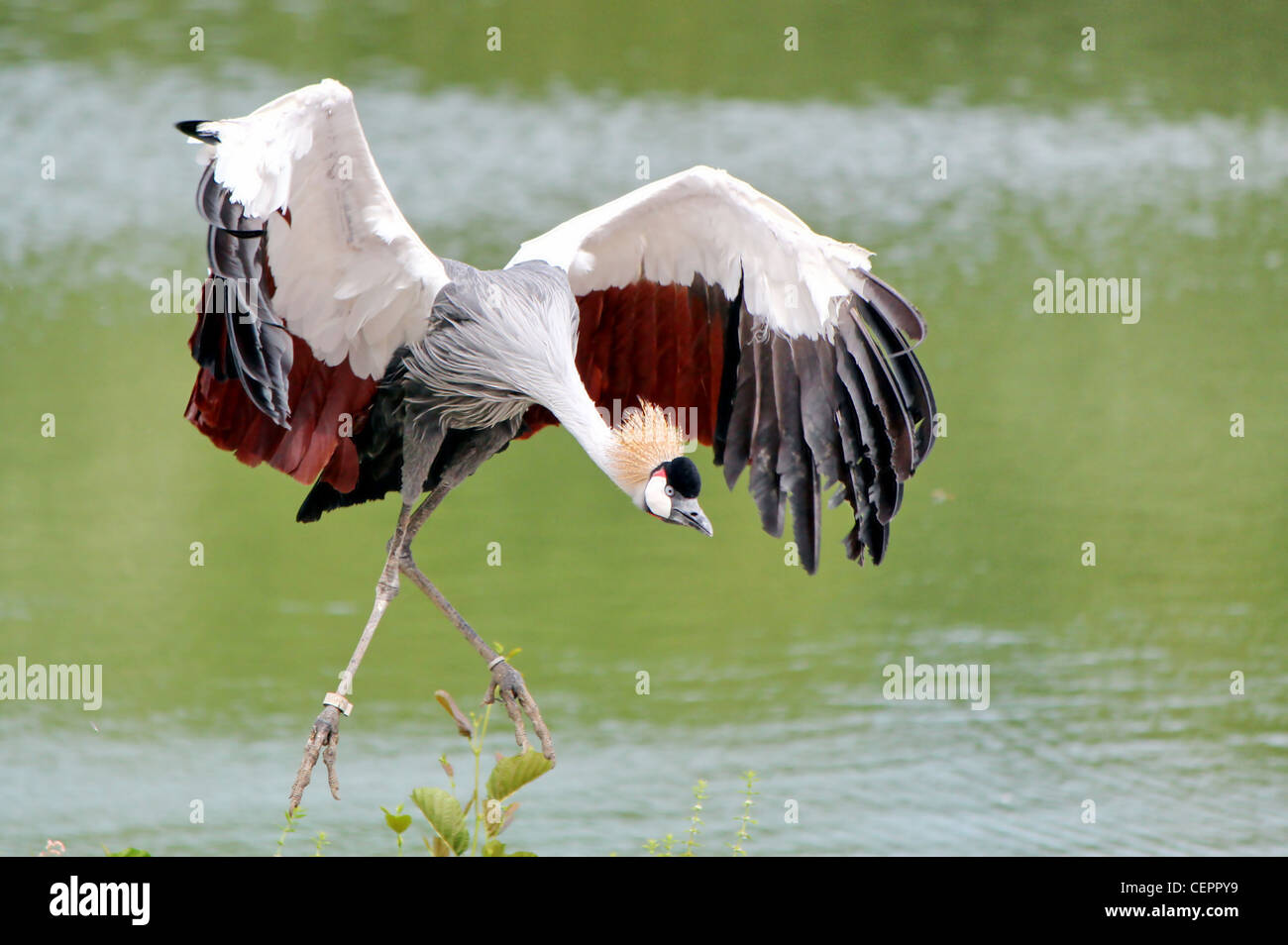 Flying royal crane hi-res stock photography and images - Alamy