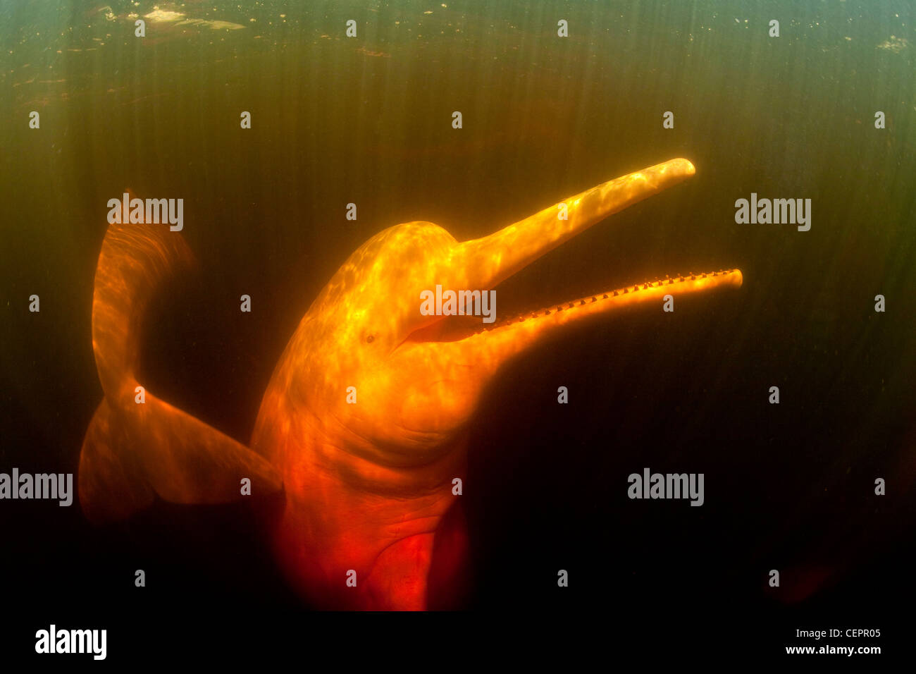 Amazon River Dolphin Boto, Inia geoffrensis, Negro River, Brazil Stock ...