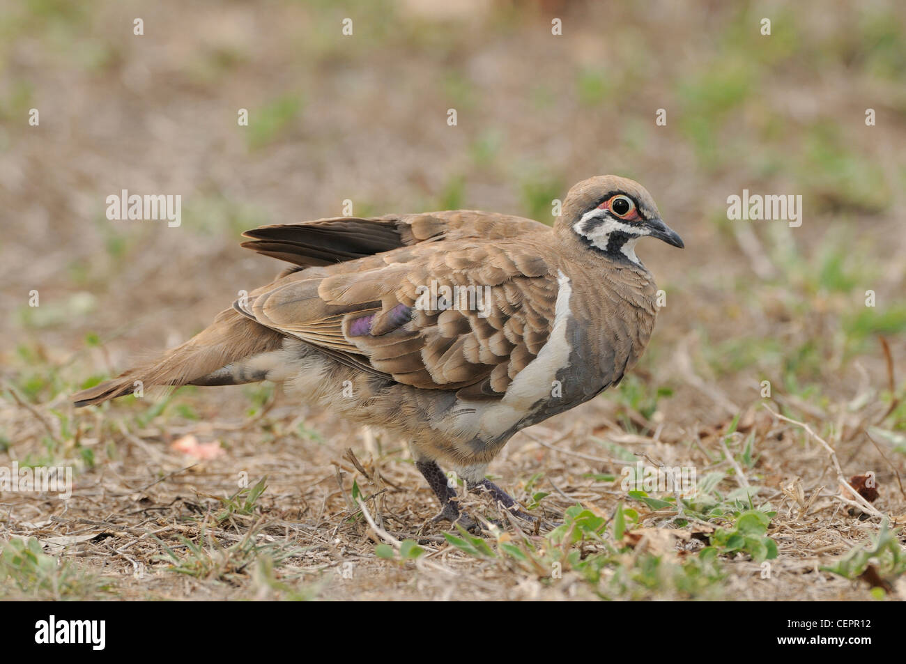 Squatter Pigeon Geophaps scripta scripta Endangered species, nationally ...