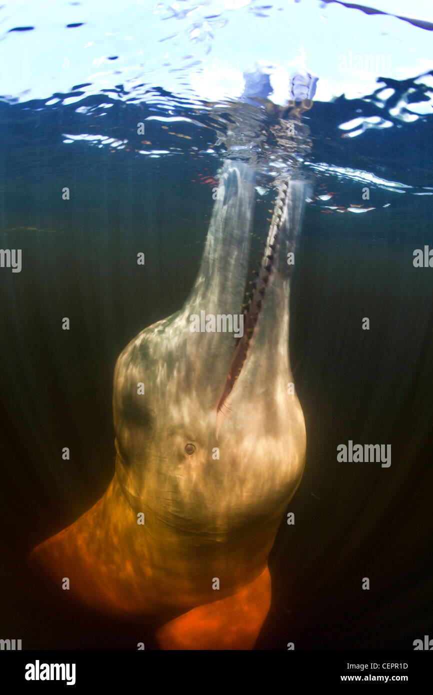 Amazon River Dolphin Boto, Inia geoffrensis, Negro River, Brazil Stock ...
