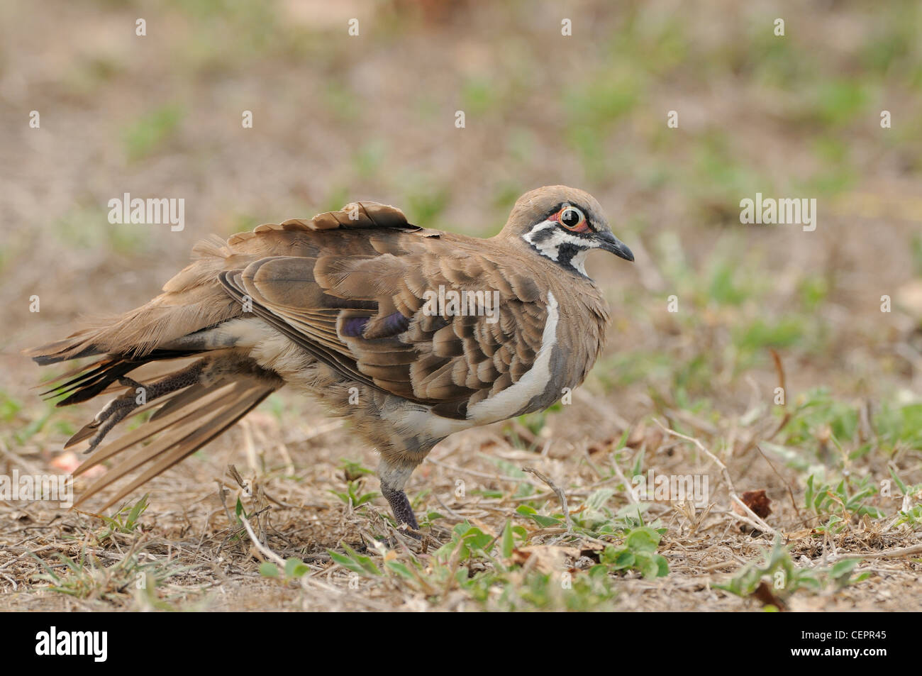 Squatter pigeon hi-res stock photography and images - Alamy