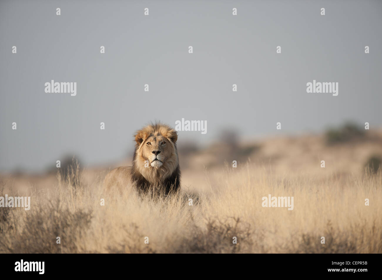Lion gazing over Kalahari savannah Stock Photo - Alamy