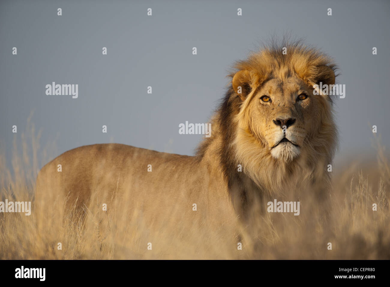 Male lion in long grass gazing Stock Photo - Alamy