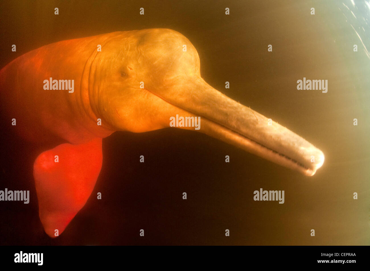 Amazon River Dolphin Boto, Inia geoffrensis, Negro River, Brazil Stock ...