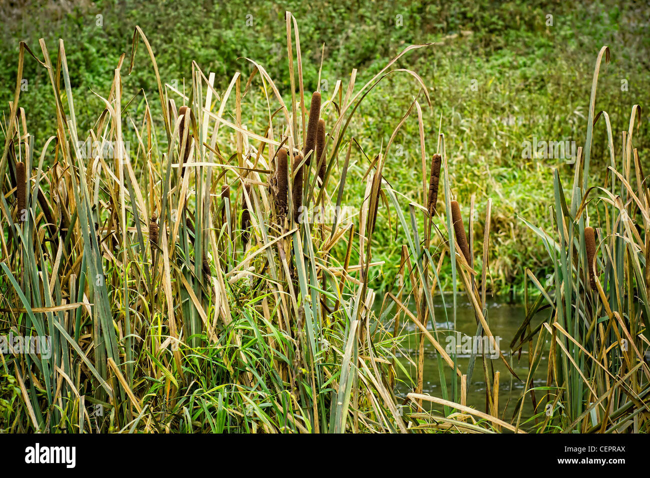 reeds at the pond in autumn time Stock Photo - Alamy