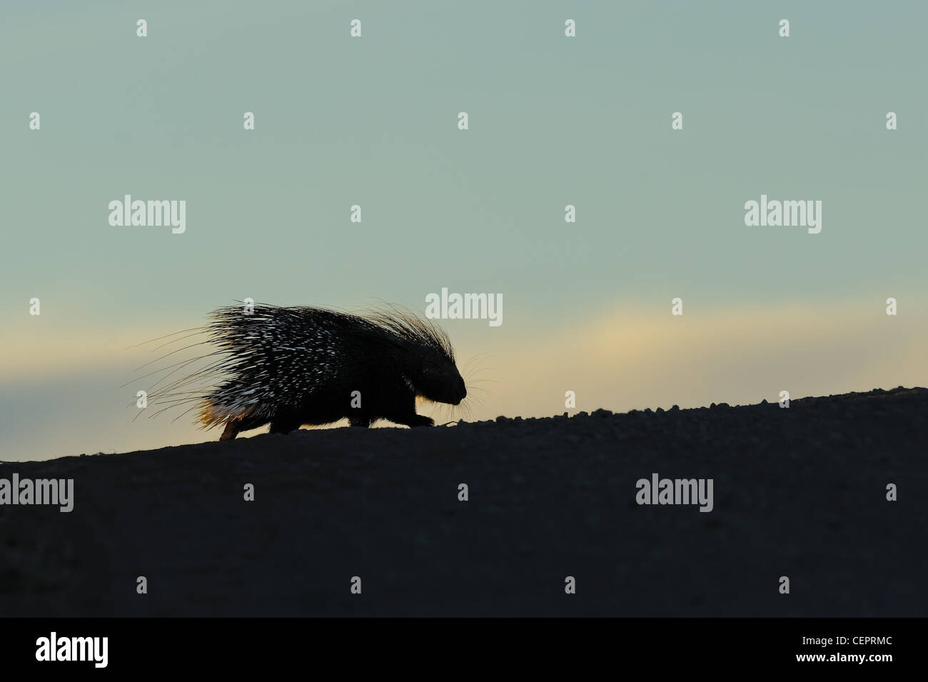 Oryx eating bone for calcium Stock Photo - Alamy