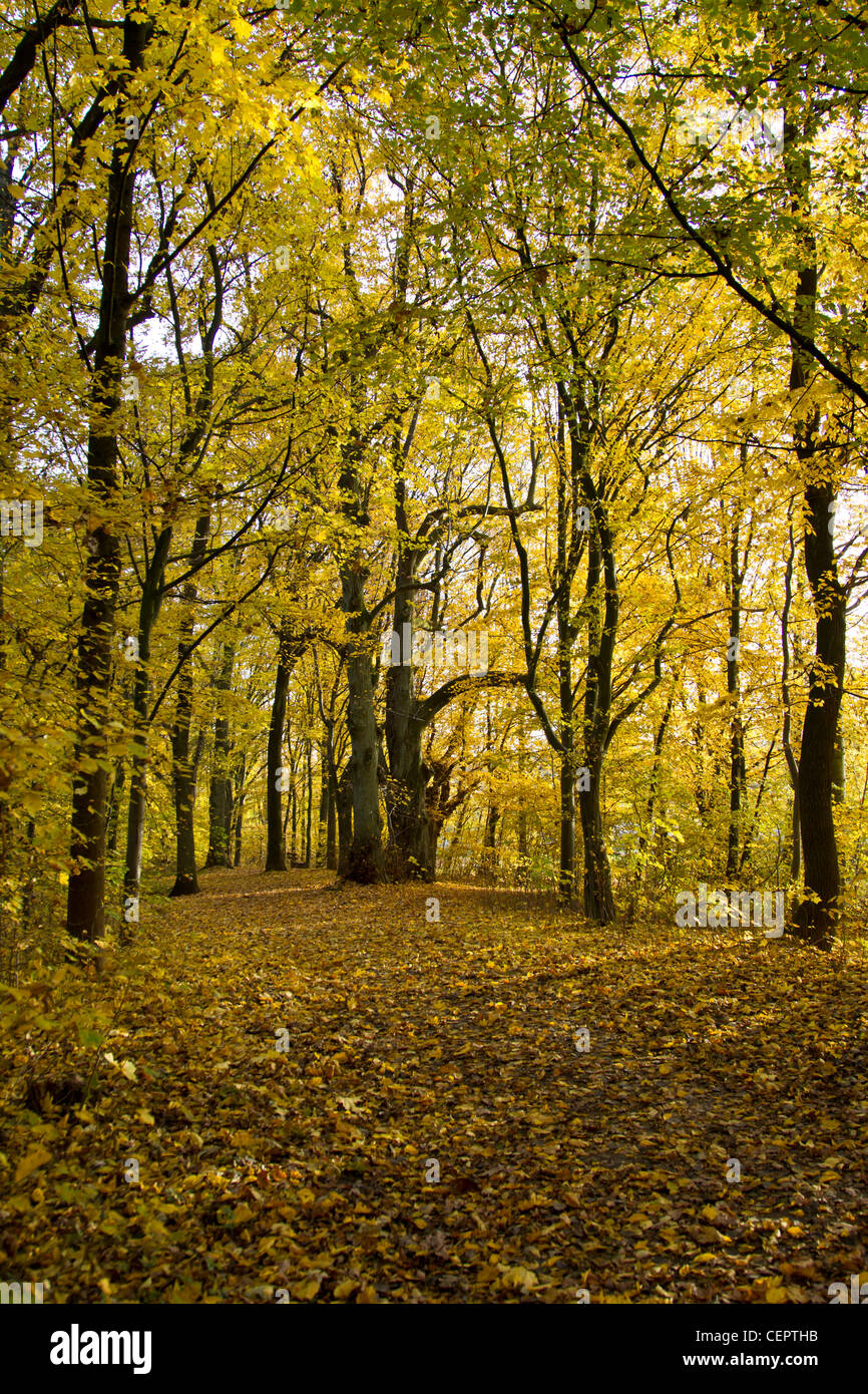 Tree backlit autumn leaves colorful Stock Photo - Alamy
