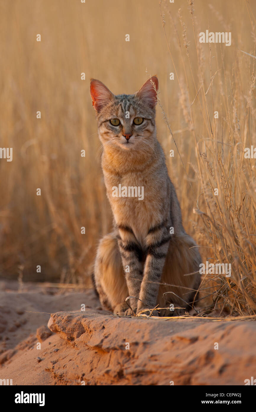African Wildcat Portrait Stock Photo - Alamy