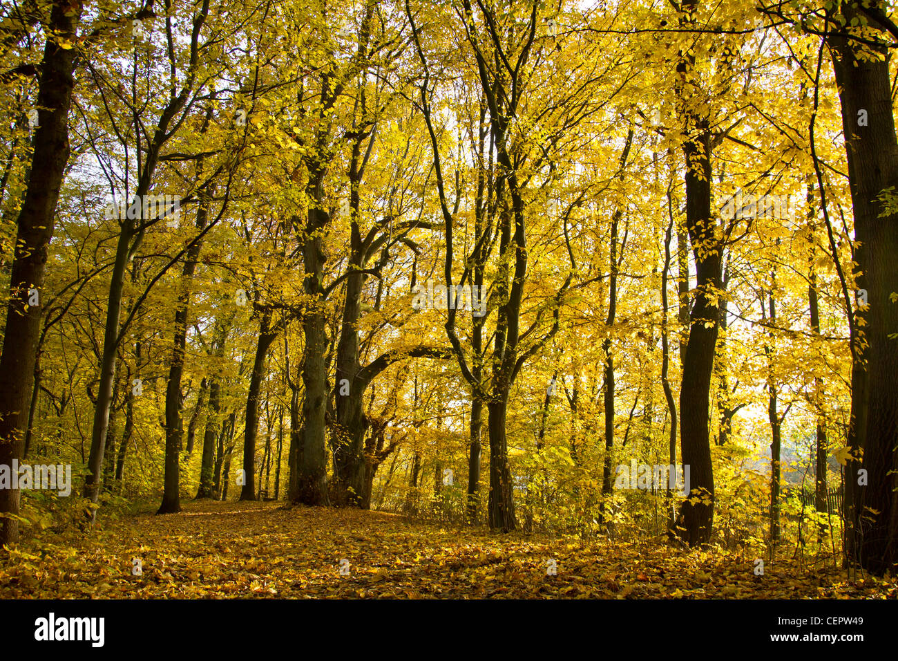 Backlit autumn tree hi-res stock photography and images - Alamy