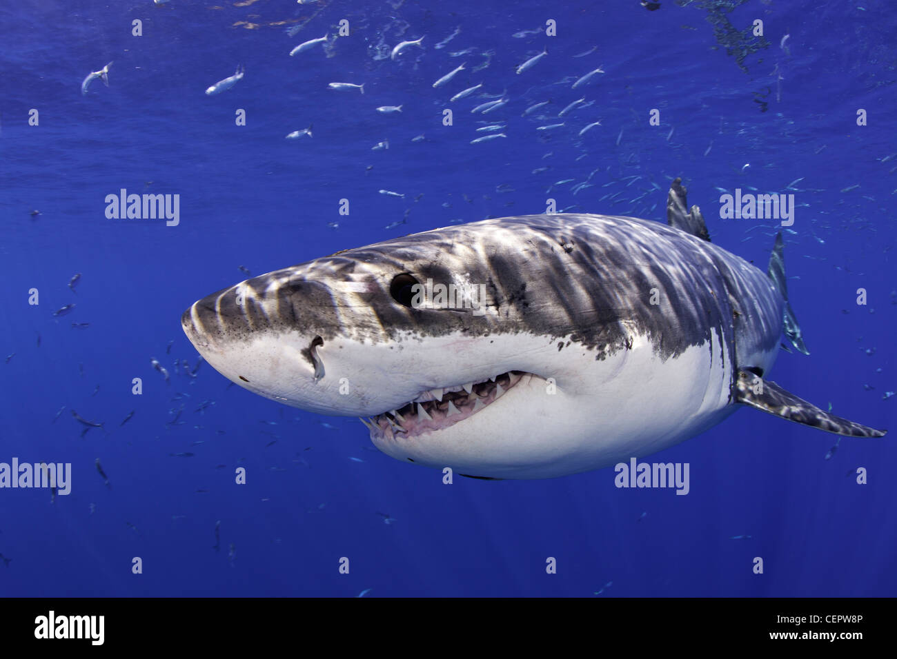 Great white shark teeth hi-res stock photography and images - Alamy