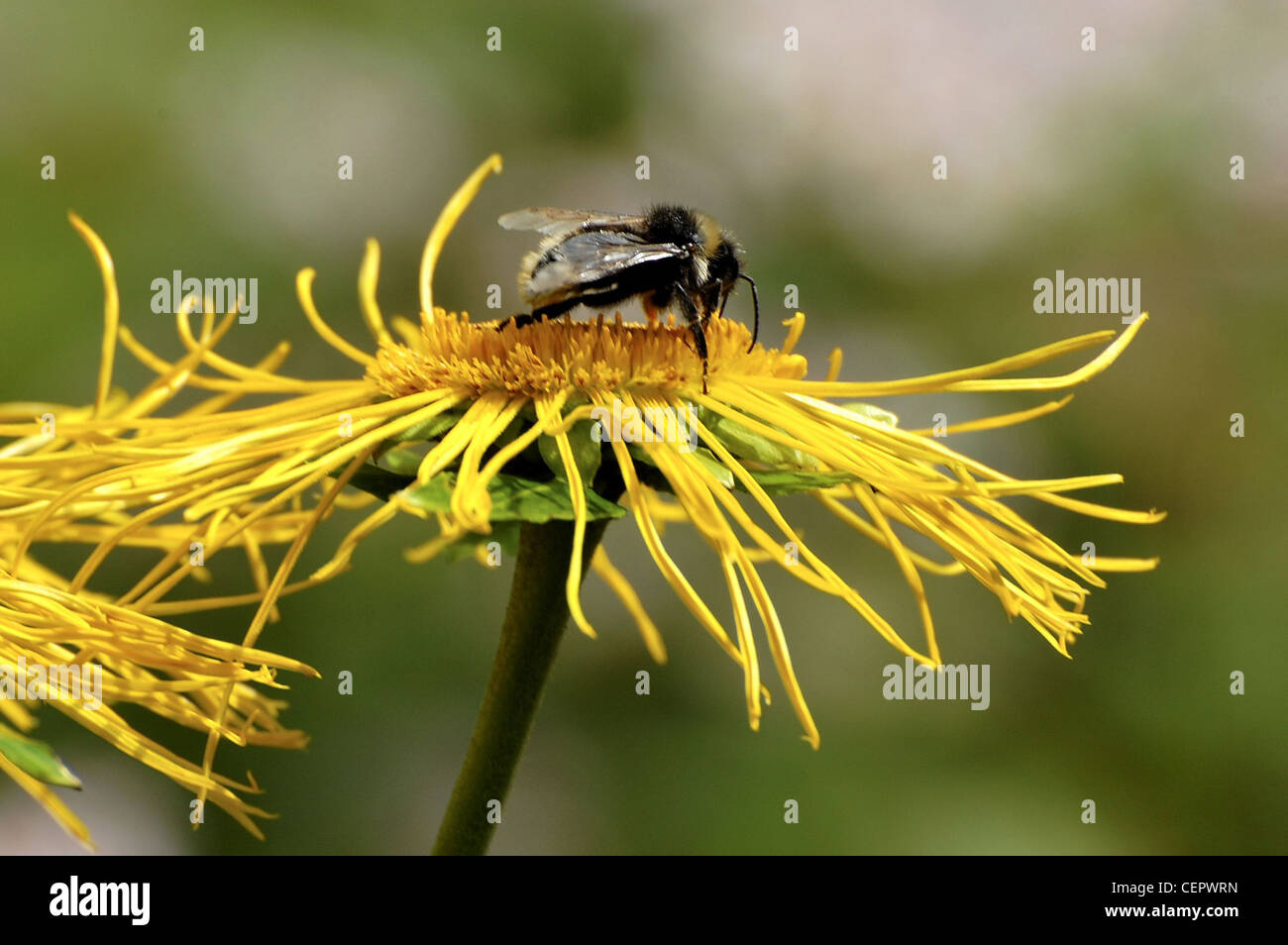 Bee in middle of yellow flower with long tendrils Stock Photo - Alamy