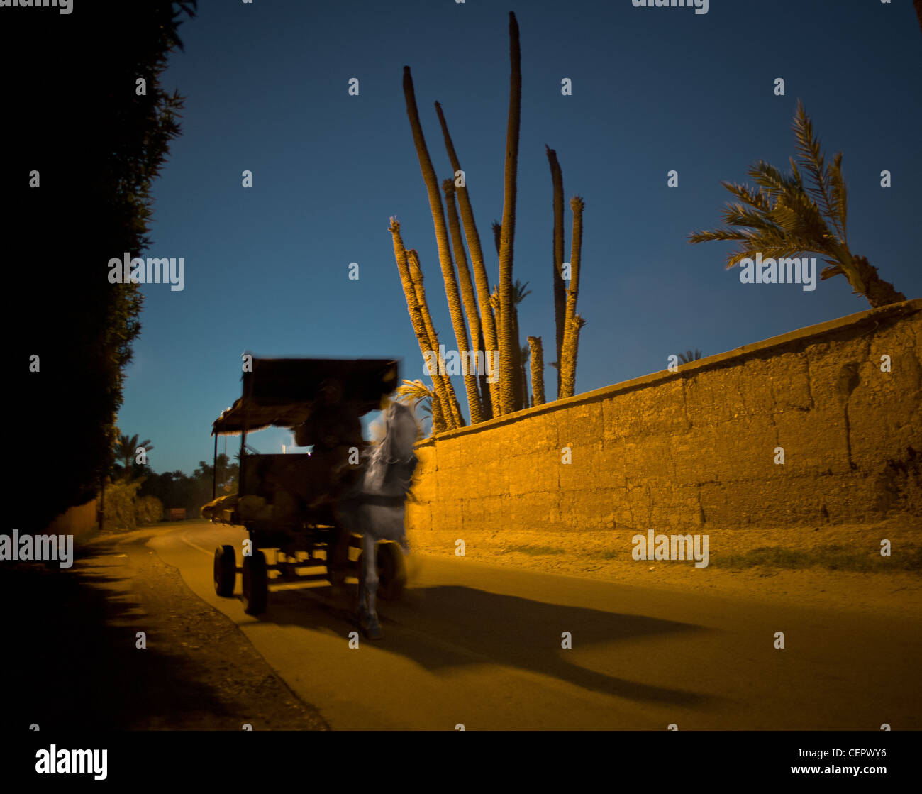 Morocco, Marrakech, The palm and carts Stock Photo - Alamy