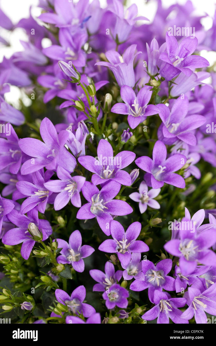 purple full-blown flower harebell on white background Stock Photo - Alamy