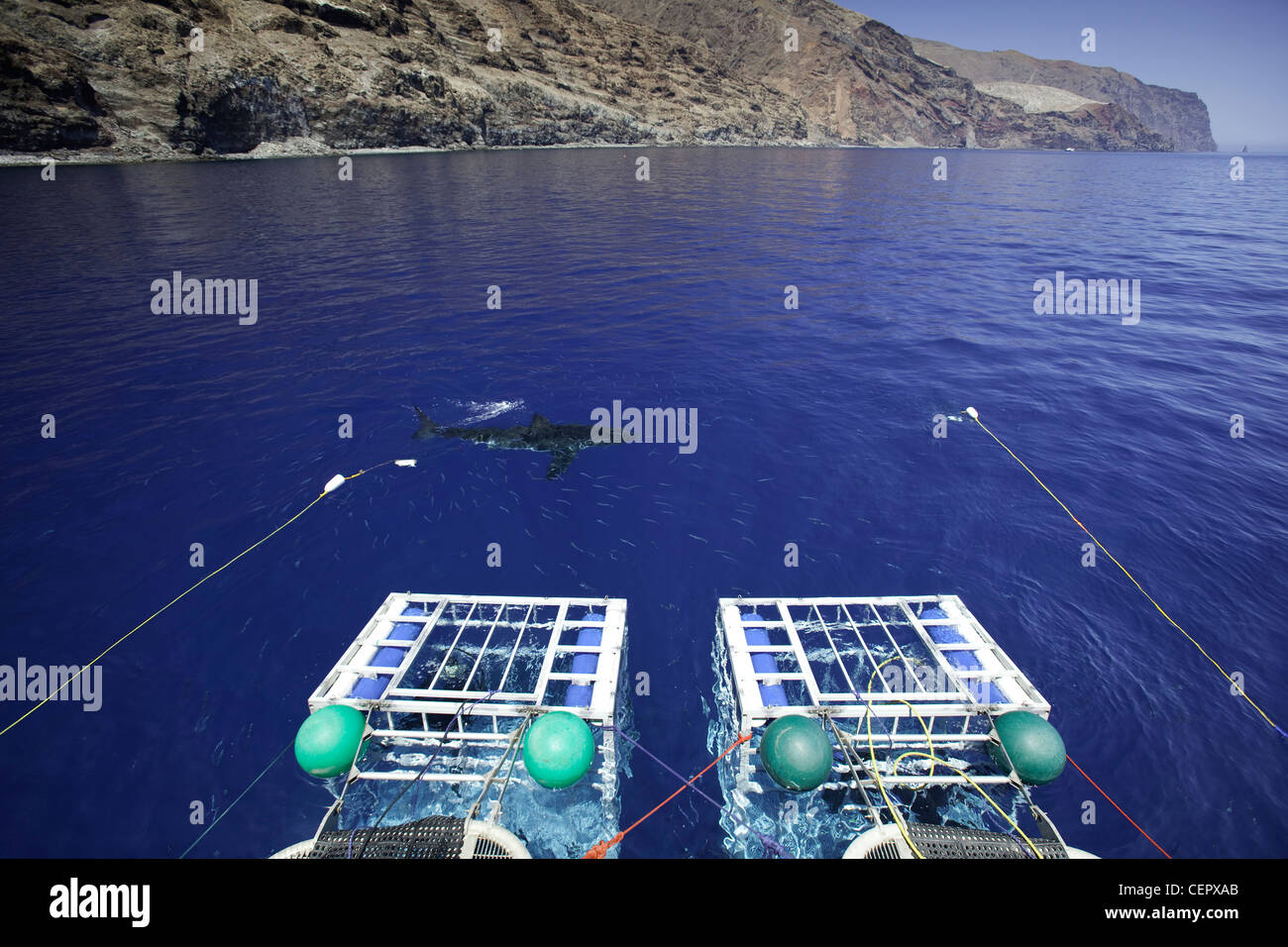 Cage diving with Great White Shark, Carcharodon carcharias, Guadalupe ...