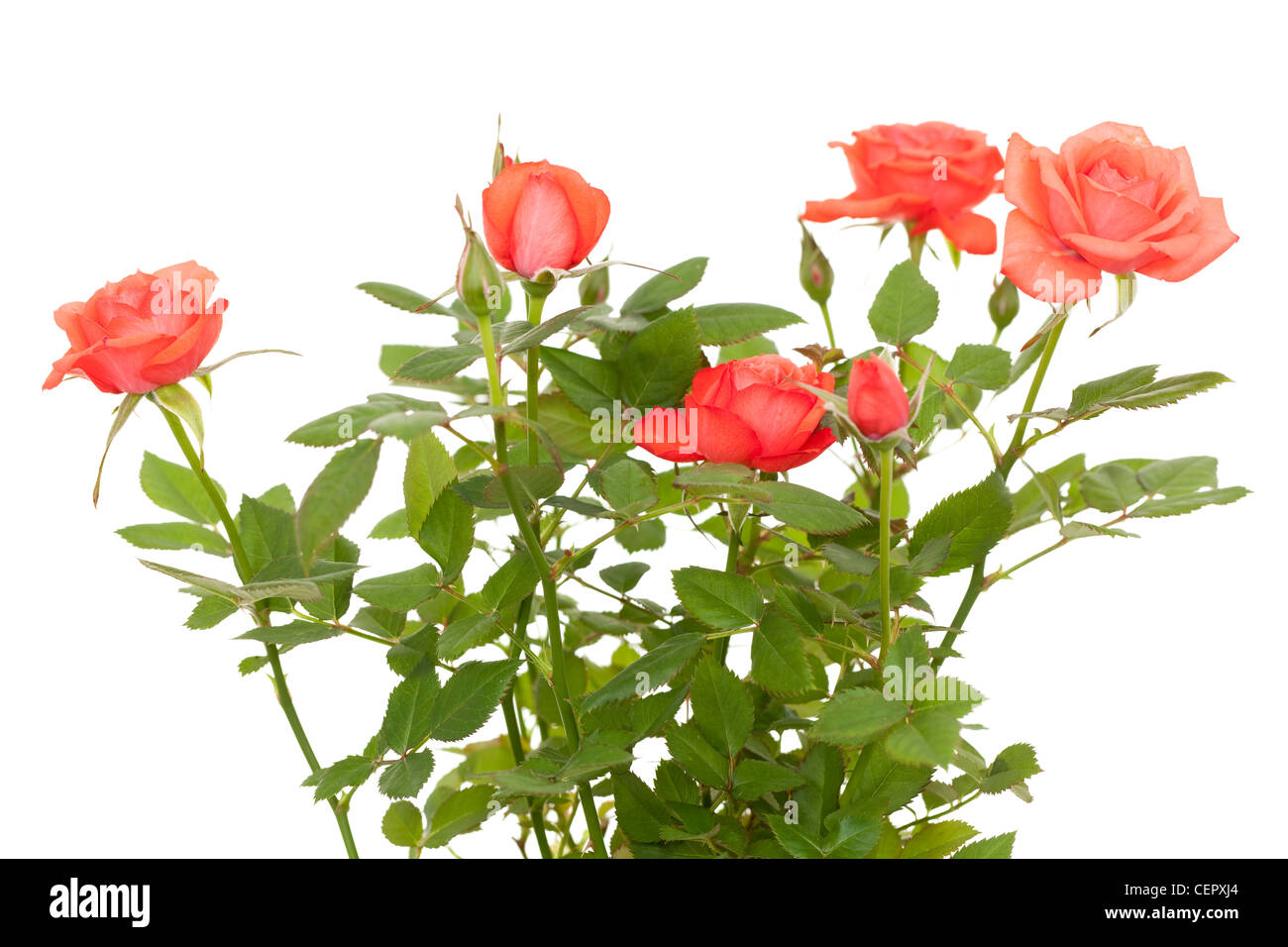 Full Blown Red Rose High Resolution Stock Photography and Images - Alamy