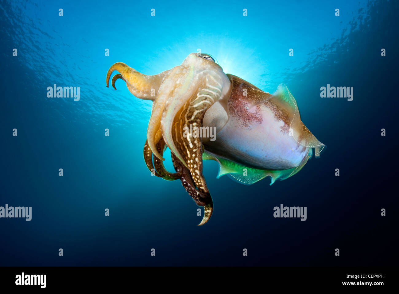 Common Cuttlefish, Sepia officinalis, Vis Island, Adriatic Sea, Croatia ...