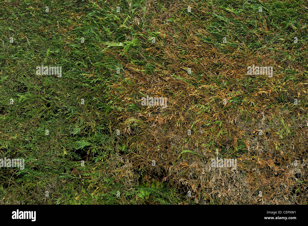 Leyland cypress hedge (Cupressocyparis leylandii) recently cut but ...