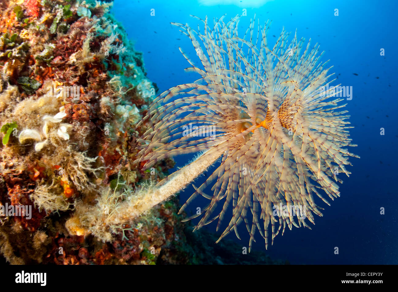 Spiral Tube Worm, Sabella spallanzani, Vis Island, Adriatic Sea ...