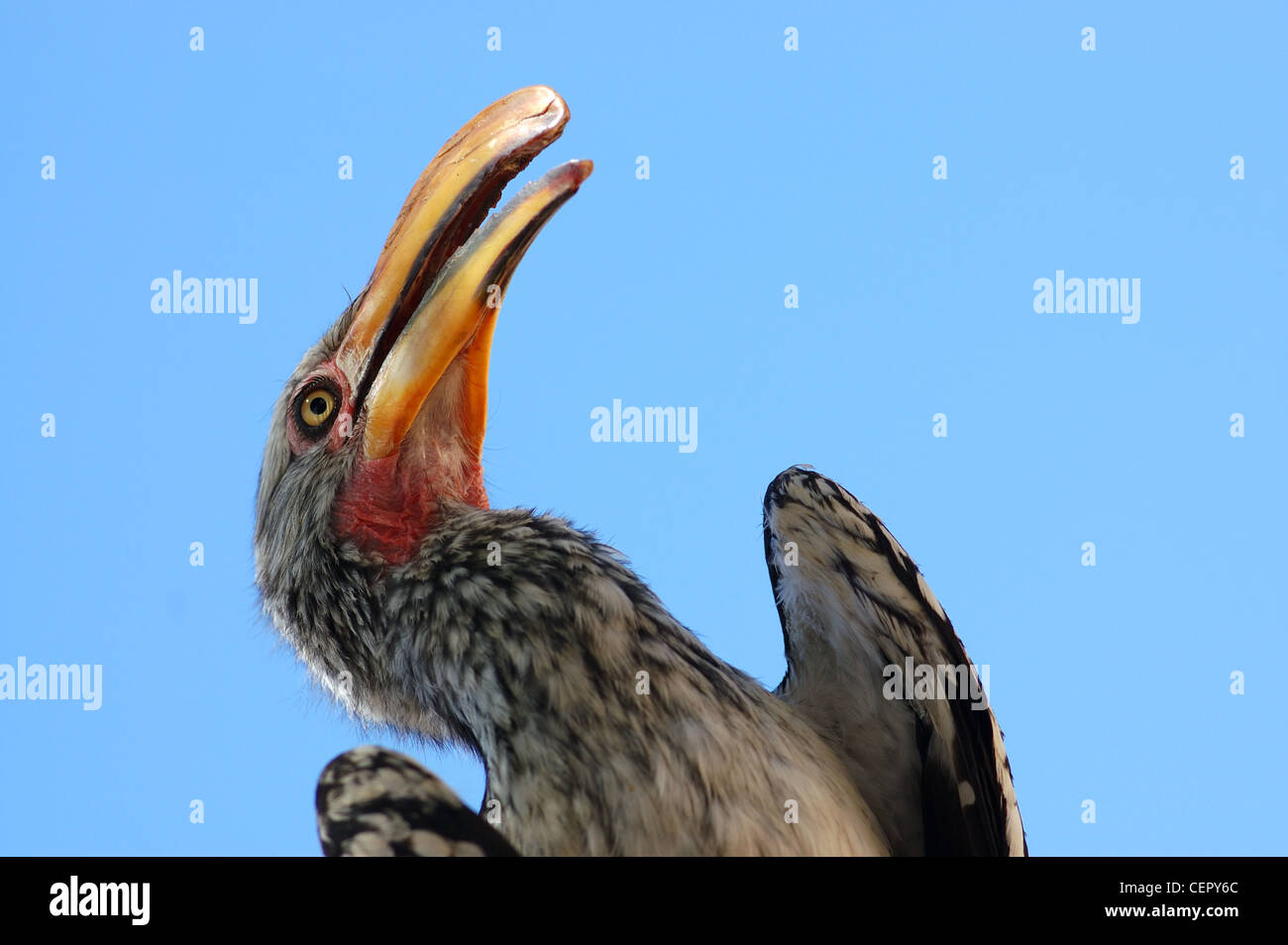 Pangolin running High Resolution Stock Photography and Images - Alamy