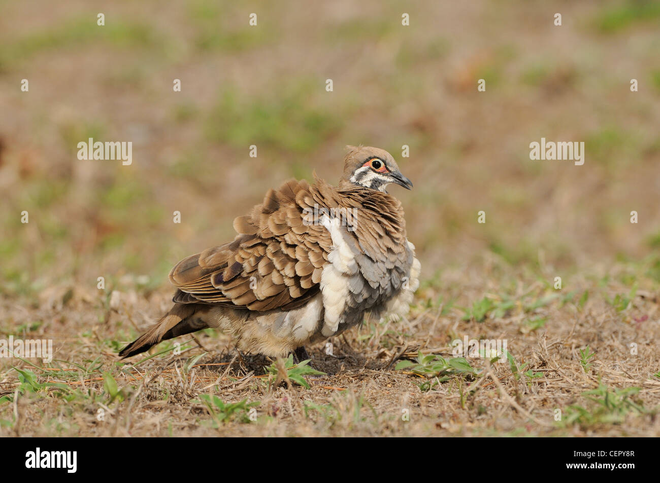 Endangered vulnerable species hi-res stock photography and images - Alamy
