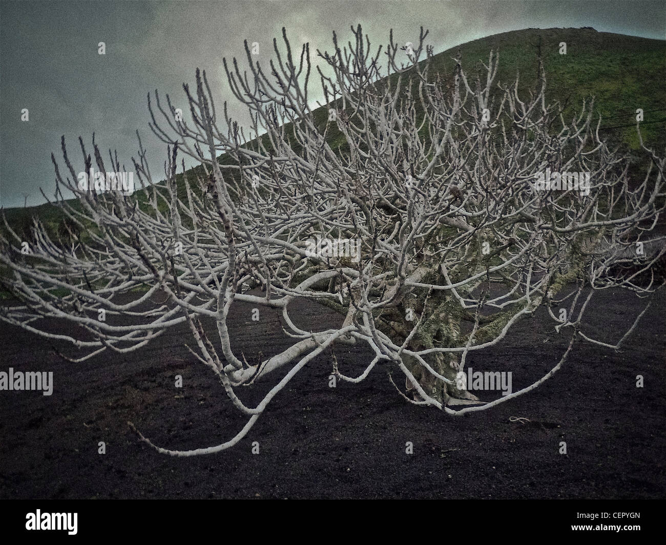 The tree and its neighbours, Fig tree of a volcano of the Canary ...