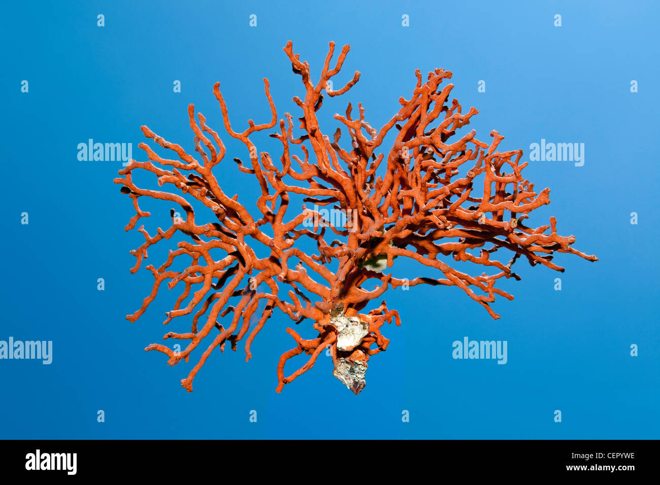 Red Branching Coral