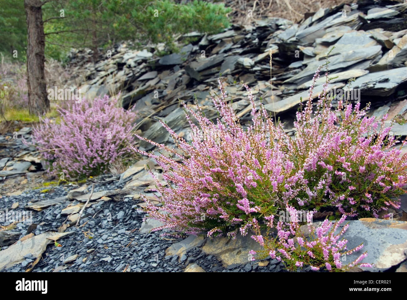 Pink Flowers on Heather (Ling) Plant Growing Amid Sharp Rocks of ...