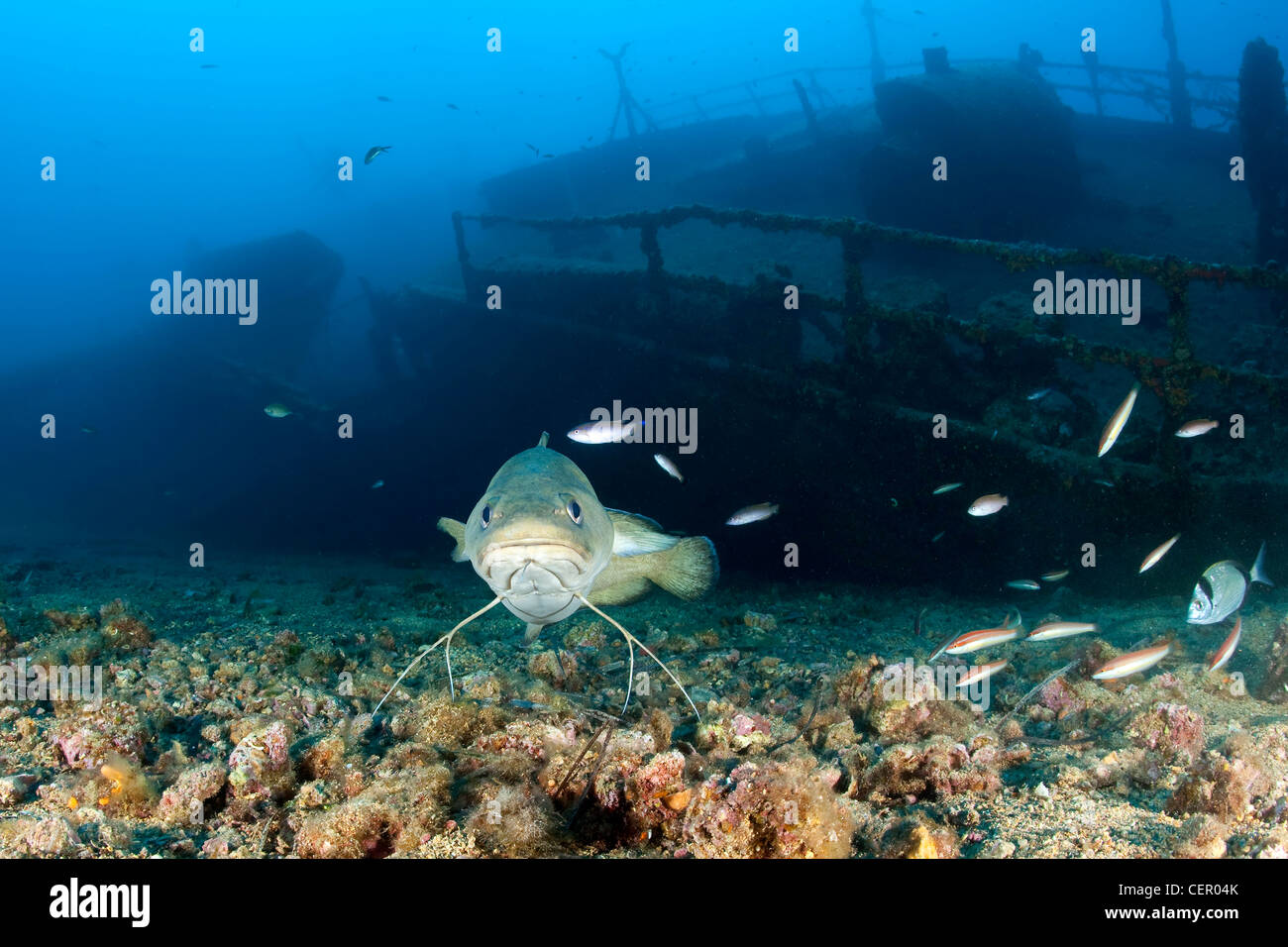 Forkbeard fish hi-res stock photography and images - Alamy