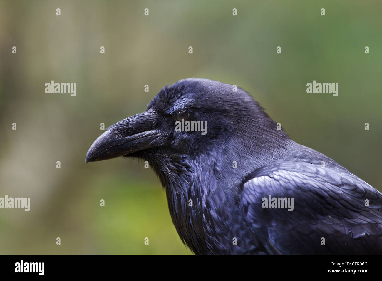 Kolkrabe, Corvus corax,common raven Stock Photo - Alamy