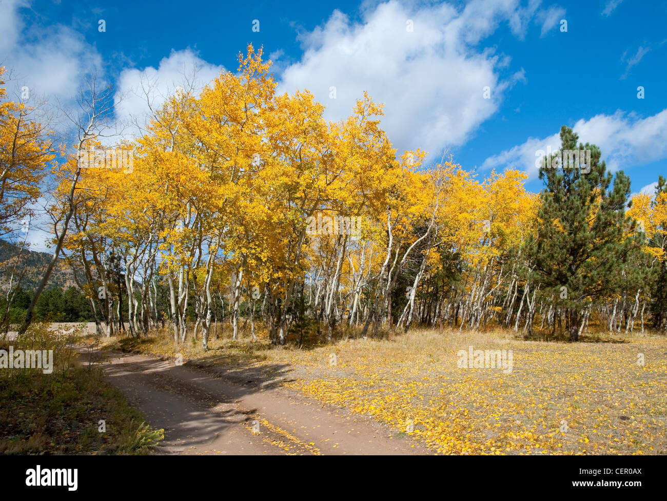 aspen trees in autumn in the rocky mountain range of colorado Stock ...