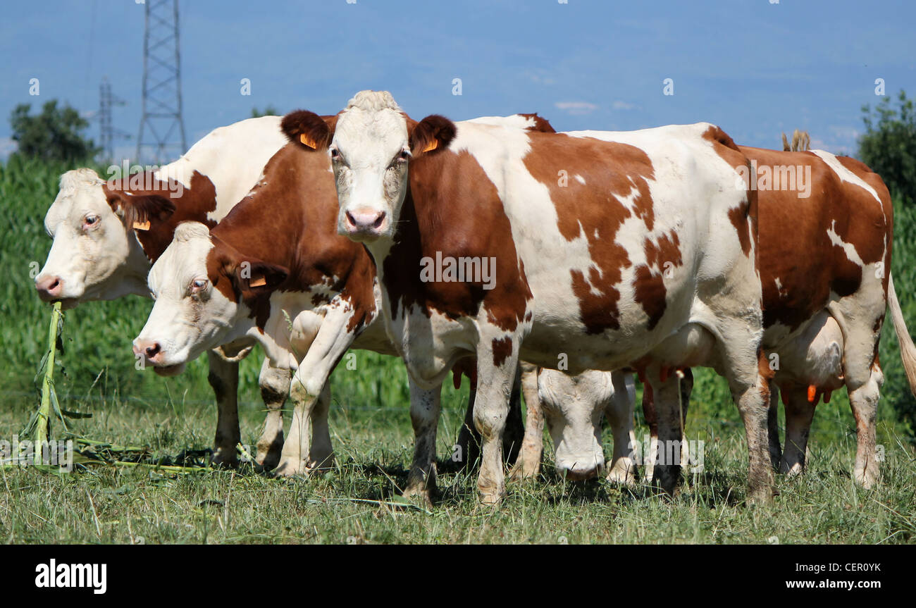 Four cows in meadow hi-res stock photography and images - Alamy