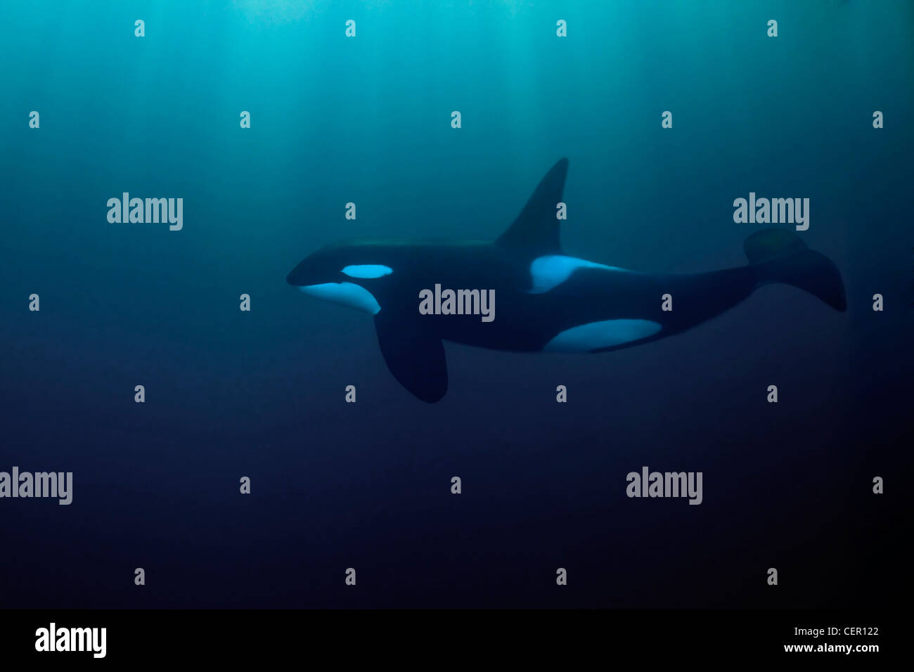 Killer Whale Orca, Orcinus orca, Atlantic Ocean, Norway Stock Photo - Alamy