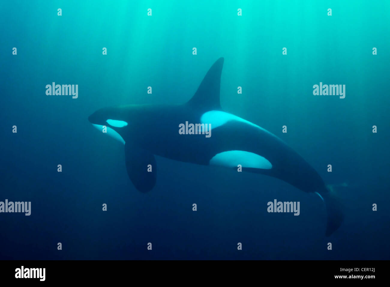 Killer Whale Orca, Orcinus orca, Atlantic Ocean, Norway Stock Photo - Alamy