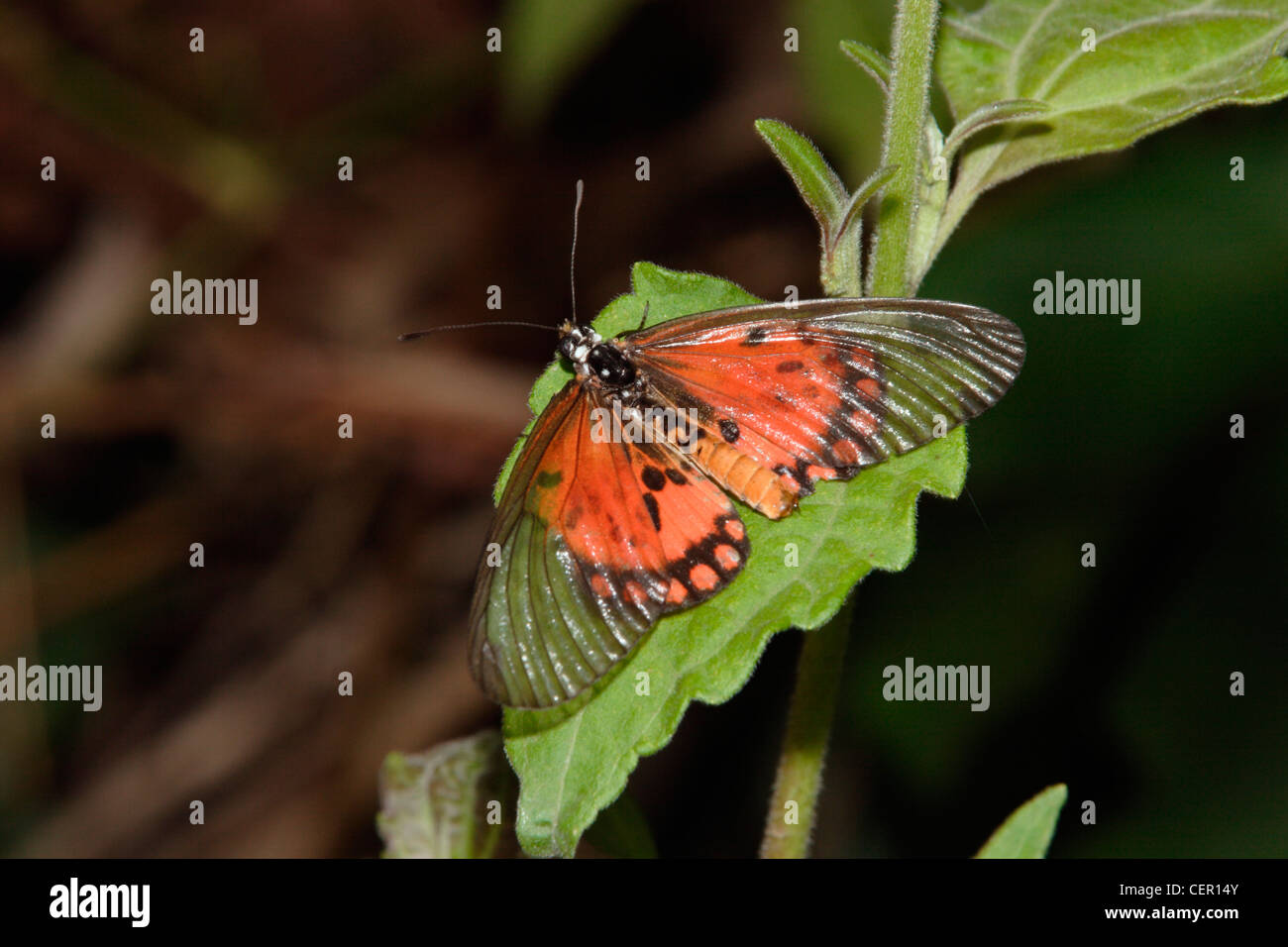 Acraeidae High Resolution Stock Photography and Images - Alamy