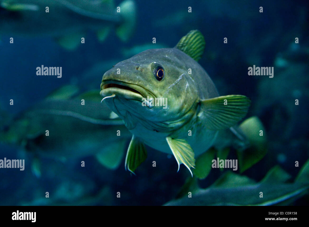 Atlantic Cod, Gadus morhua, Atlantic Ocean, Norway Stock Photo - Alamy