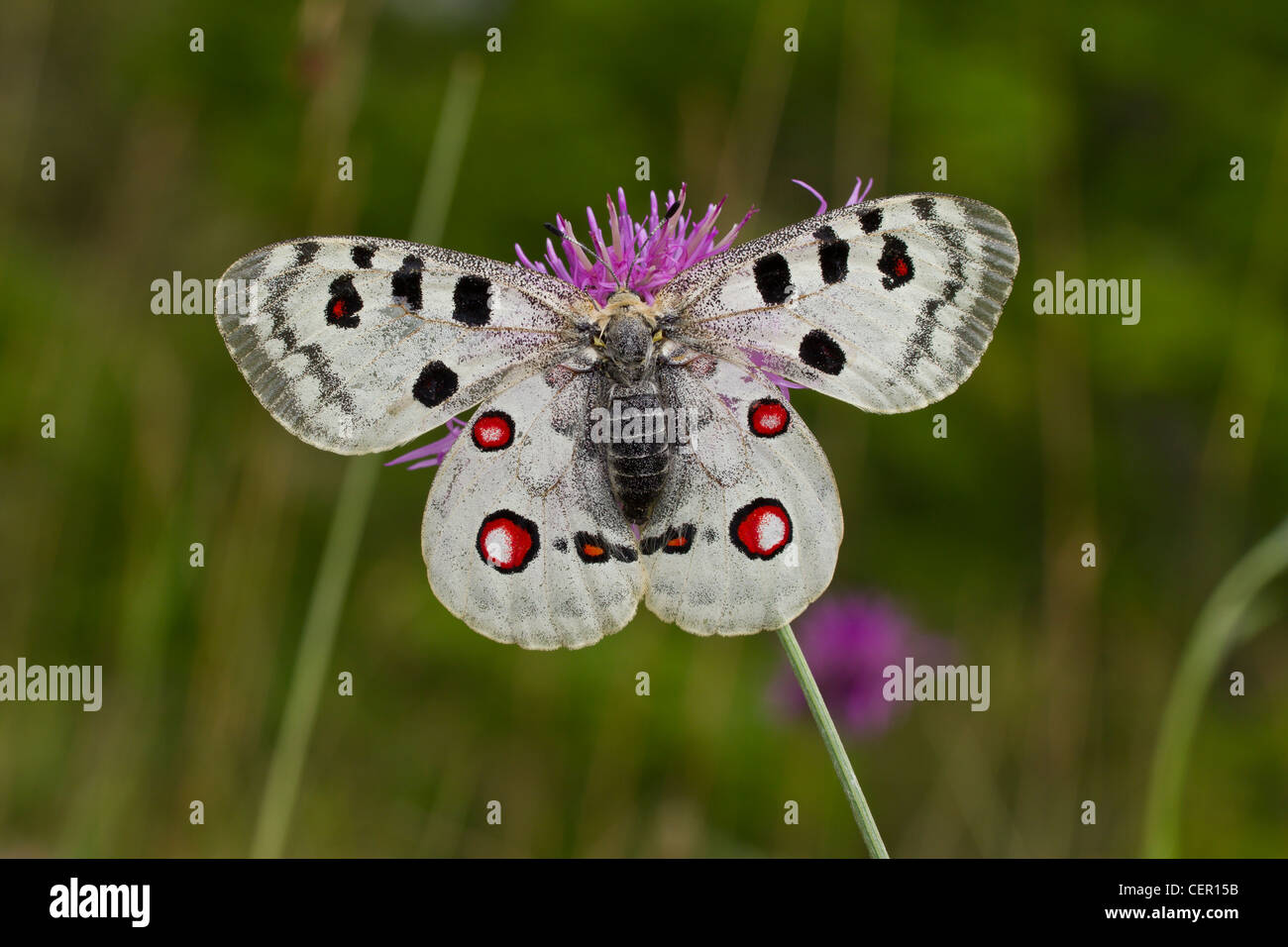 Roter apollo hi-res stock photography and images - Alamy