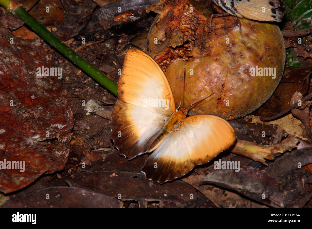 Rainforest figs hi-res stock photography and images - Alamy