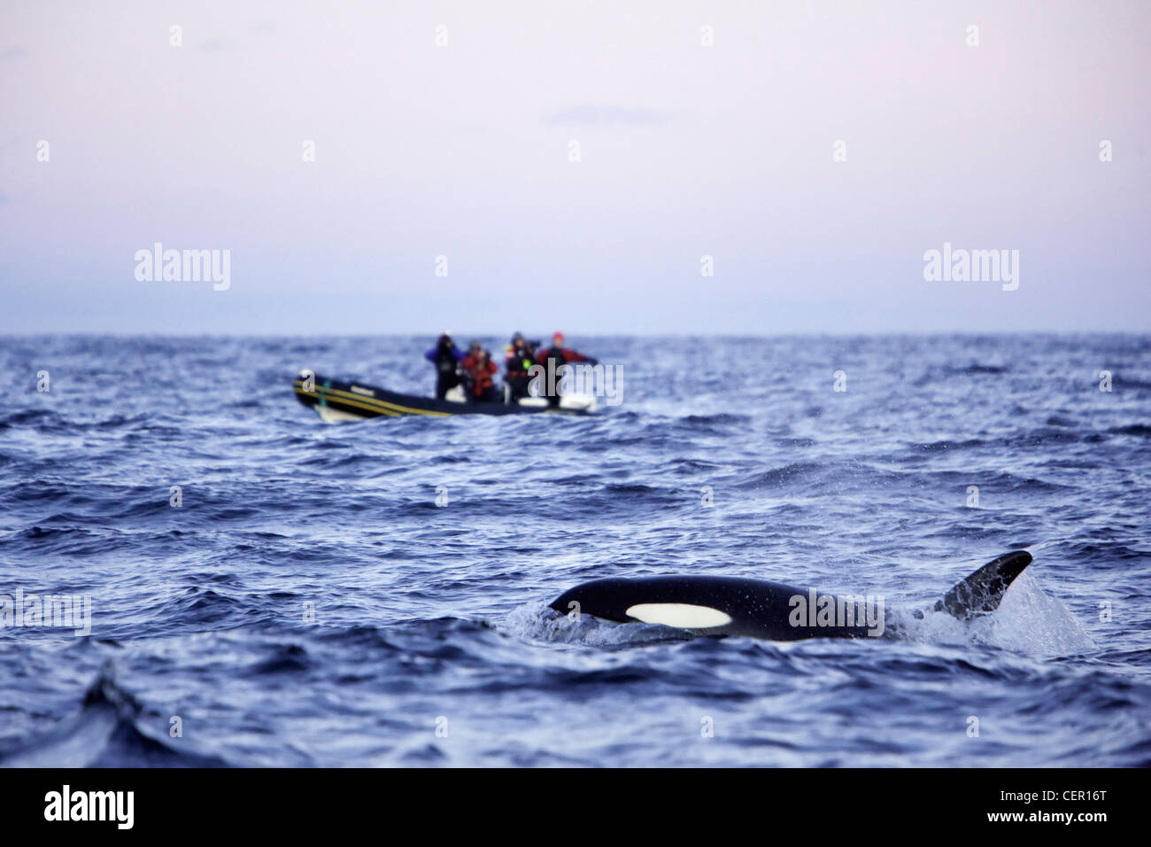 Whale watching Killer Whale Orca, Orcinus orca, Atlantic Ocean, Norway ...