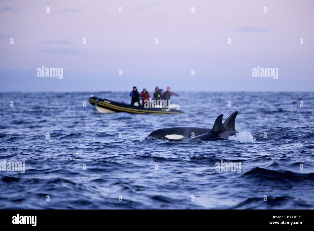 Whale watching Killer Whale Orca, Orcinus orca, Atlantic Ocean, Norway ...