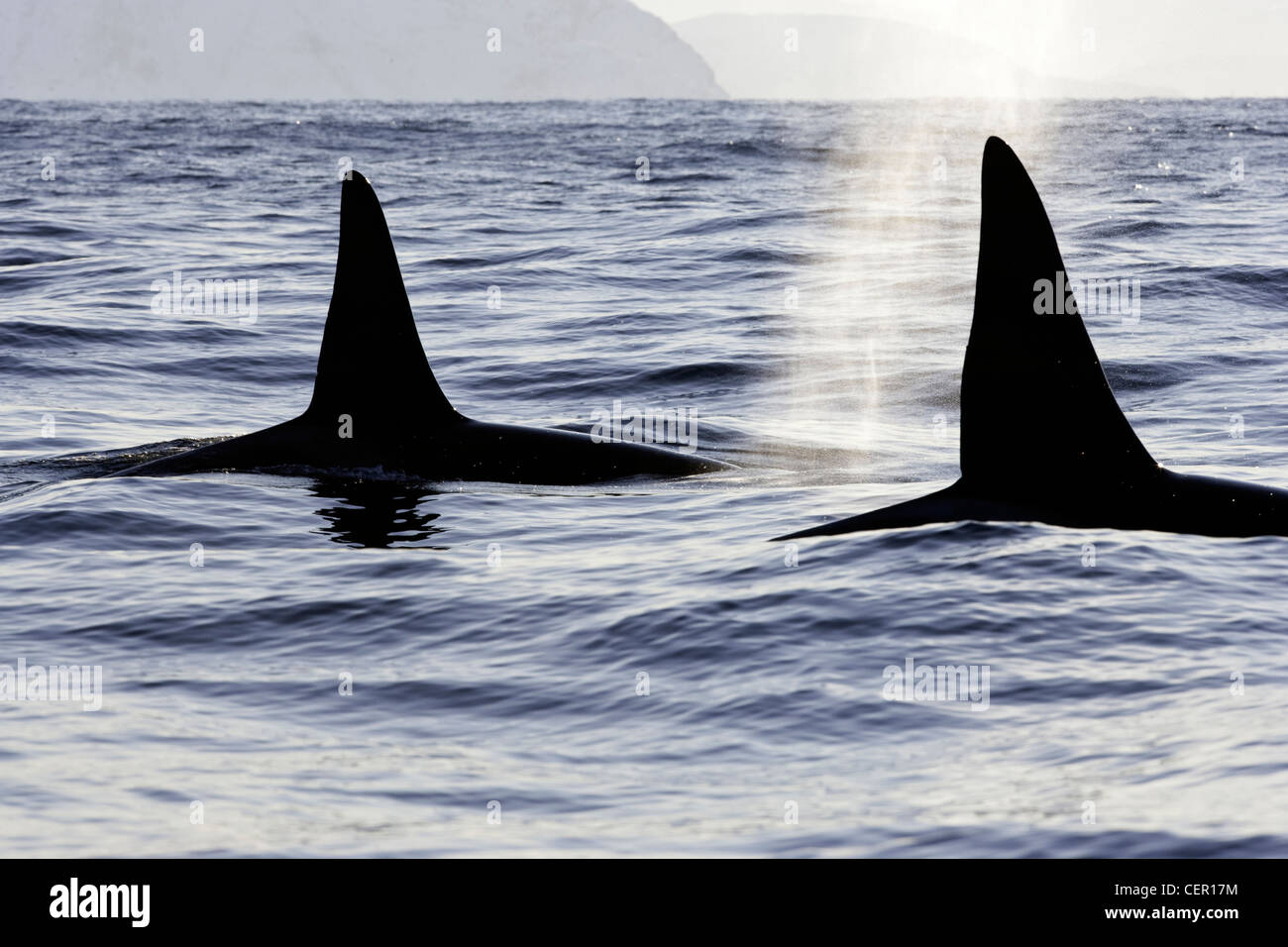 Killer Whale Orca on Water Surface, Orcinus orca, Atlantic Ocean ...