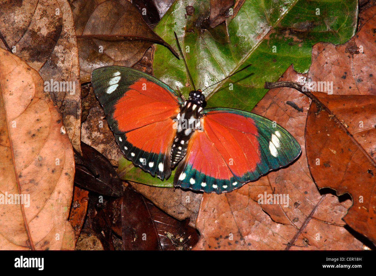 Euphaedra ruspina hi-res stock photography and images - Alamy